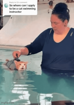 This Cat Doesn't Seem To Like His Swim ! - Imgflip