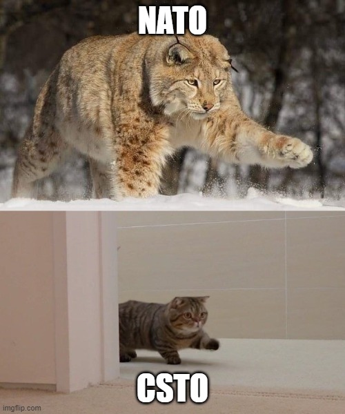 Snow leopard and housecat - Imgflip