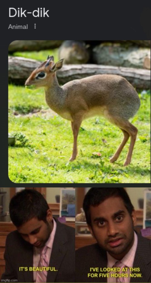 its a baby antelope - Imgflip