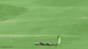 Dancing Snakes ! - Imgflip