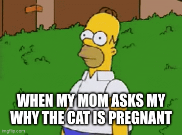 pregnant cat - Imgflip