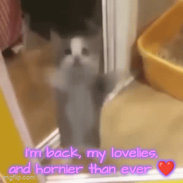 Jumping cat - Imgflip