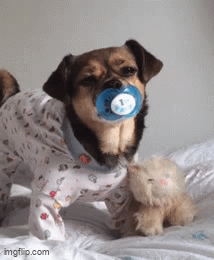 Puppy pacifier - Imgflip