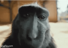 sigma monkey - Imgflip