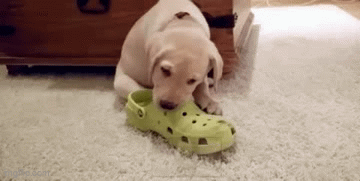 Chewing on croc - Imgflip