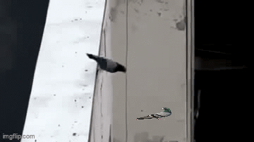 Flap flap flap flap - Imgflip