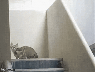 Such a helpful cat - Imgflip