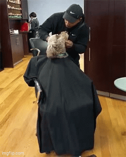 Dog at the barbershop - Imgflip