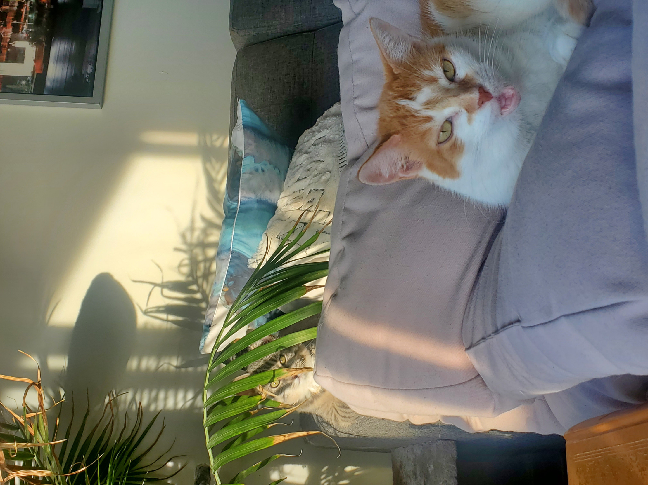 2 cats Blank Template - Imgflip