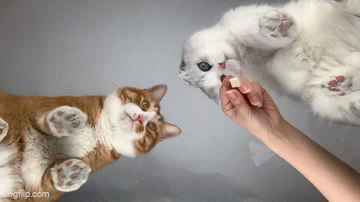 Underview Of Greedy Cats ! - Imgflip