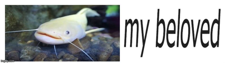 Catfish Memes - Imgflip