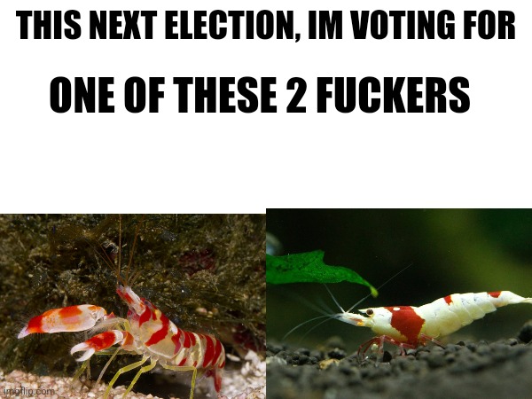 Shrimp supremacy, crustacean power!!! - Imgflip