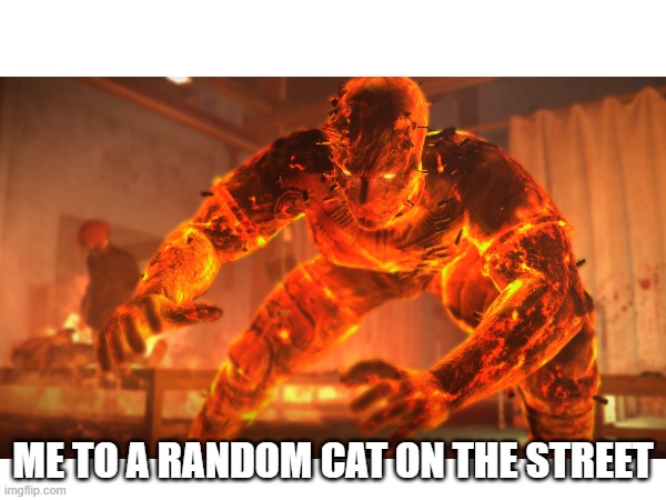 I like cats - Imgflip