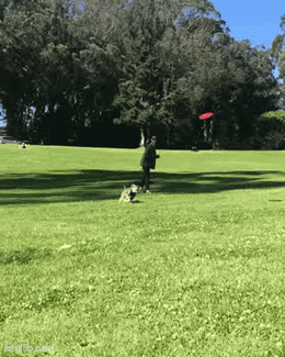 Such a fly frisbee catch move - Imgflip
