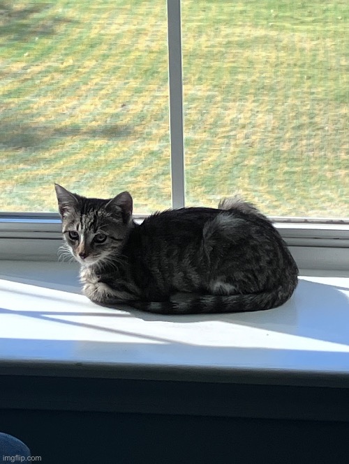 hazel and lola; they made my life so much better now - Imgflip