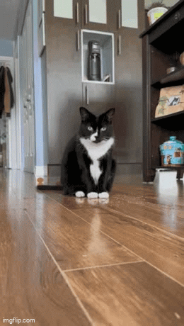 Cat ball hit - Imgflip