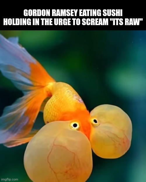 Fish holding in laugh - Imgflip