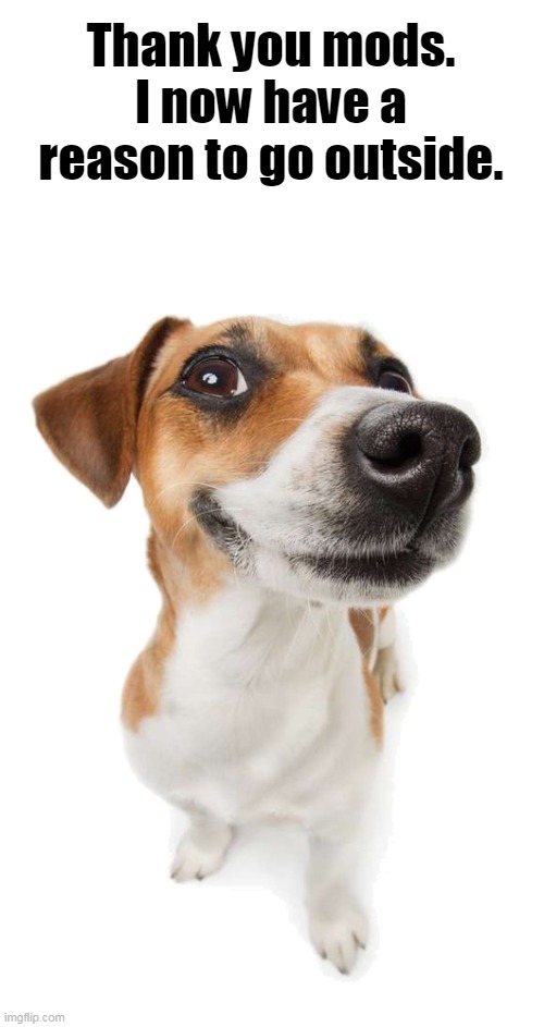 jack russell - Imgflip