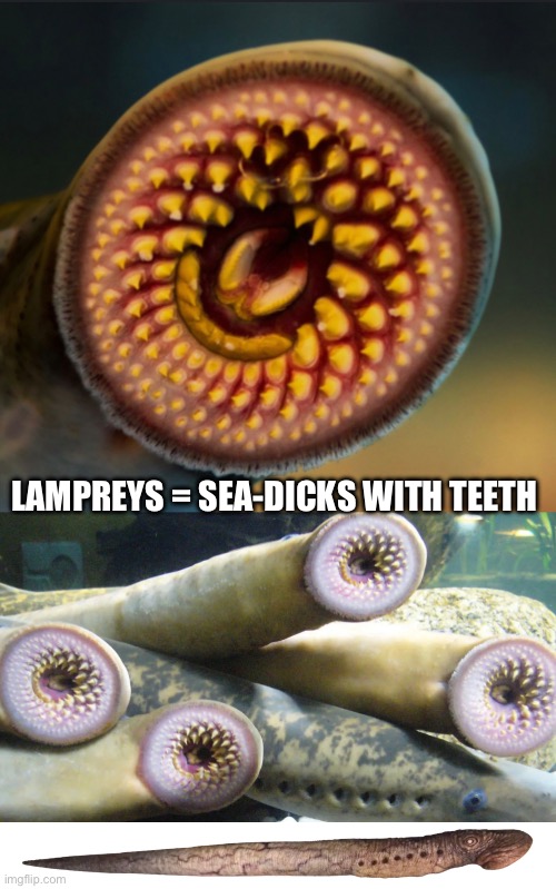 Image tagged in giant lamprey,sea life,animals,teeth,spirit animal,animal - Imgflip