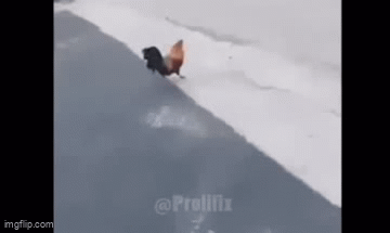 Chicken #11 - Imgflip