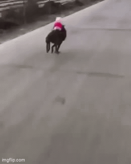Peppa Pig riding a dog - Imgflip