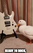 Rockin Duck - Imgflip