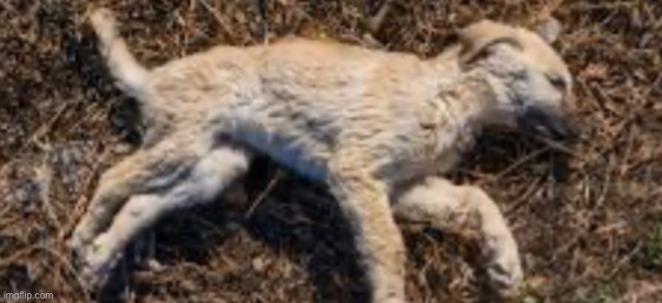 My dog died by a dog killer - Imgflip