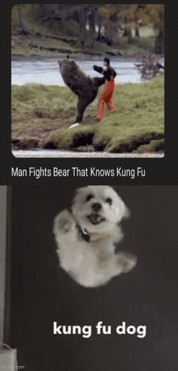 Man vs bear - Imgflip