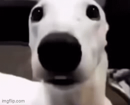 Shivering Dog - Imgflip