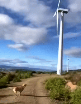 Dog being like the windmill - Imgflip