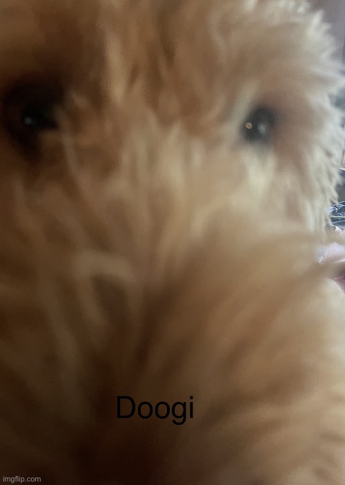 Image tagged in doogi - Imgflip