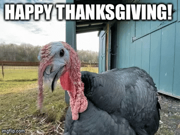 turkey - Imgflip