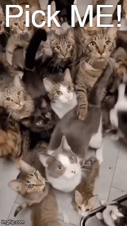 So many cats need good homes - Imgflip
