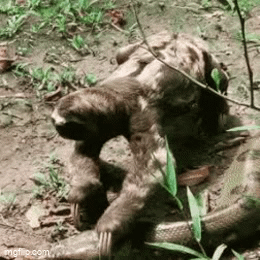 Out Of My Way Anaconda, Sloth Coming Through ! - Imgflip