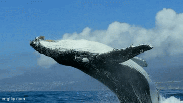 Whale whale whale - Imgflip