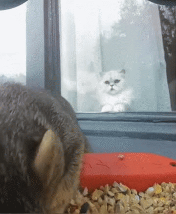 Cat Mesmerized By Squirrel - Imgflip