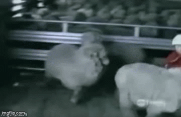 Sheep attack - Imgflip