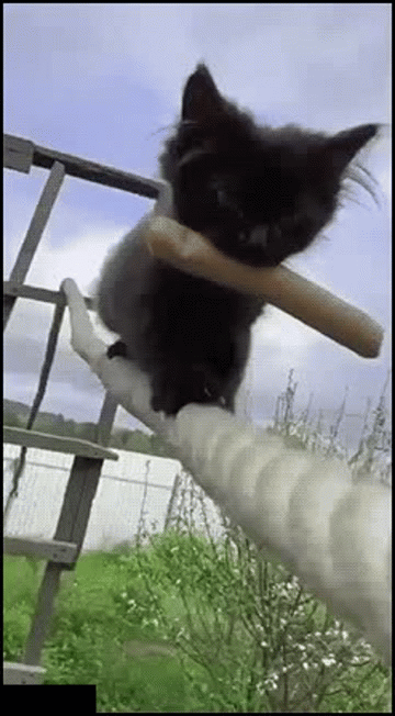 Thieving Ninja Kitten - Imgflip