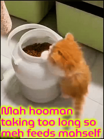 Impatient Kitten - Imgflip