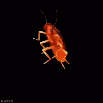 say hi to the cockroach - Imgflip