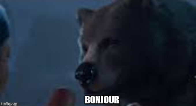bonjour bear - Imgflip