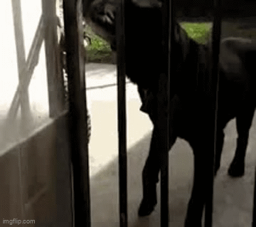 The gate escape - Imgflip