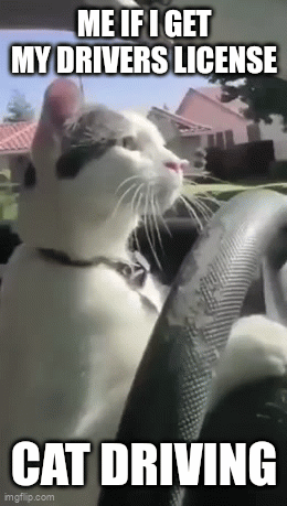 Cat driving gif - Imgflip