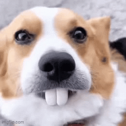 Animated GIF - Imgflip