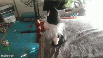 Enter a clever title for your GIF! - Imgflip