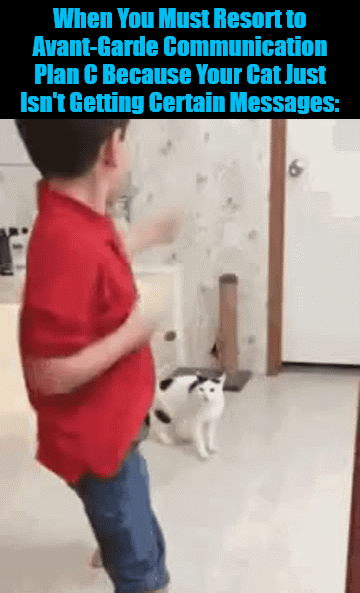 "No Tabletops, Dear Four-Legger." - Imgflip