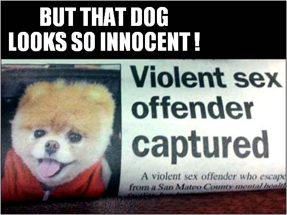 Unfortunate Picture Placement Or A Very Bad Dog ? - Imgflip