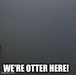 We're otter here! - Imgflip