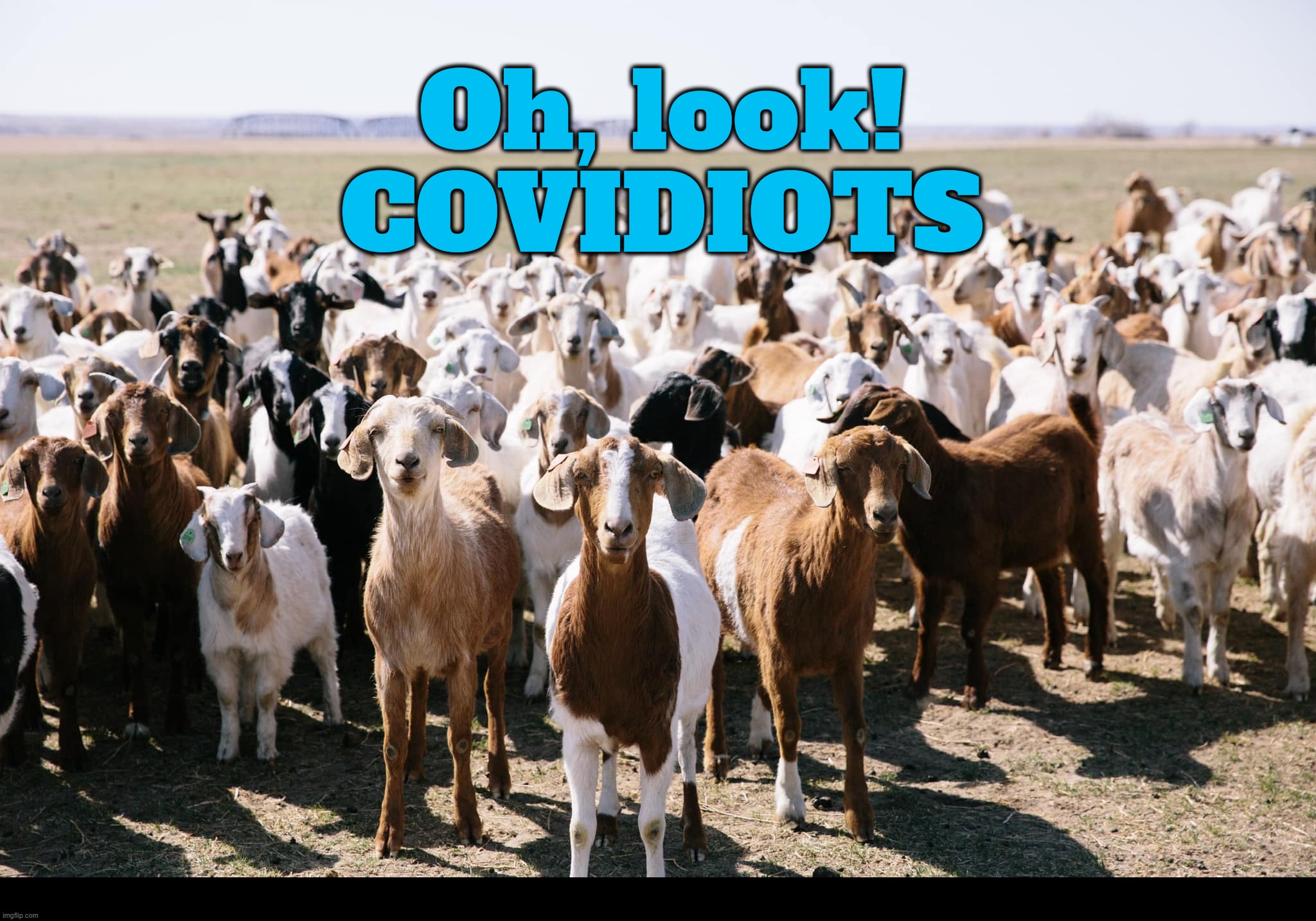 Oh, look! COVIDIOTS! - Imgflip