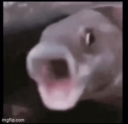 Fish pog - Imgflip